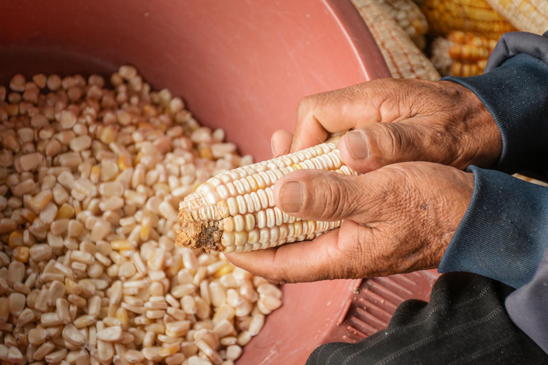 Indigenous Crops That Shaped What We Eat Today – The Overlook