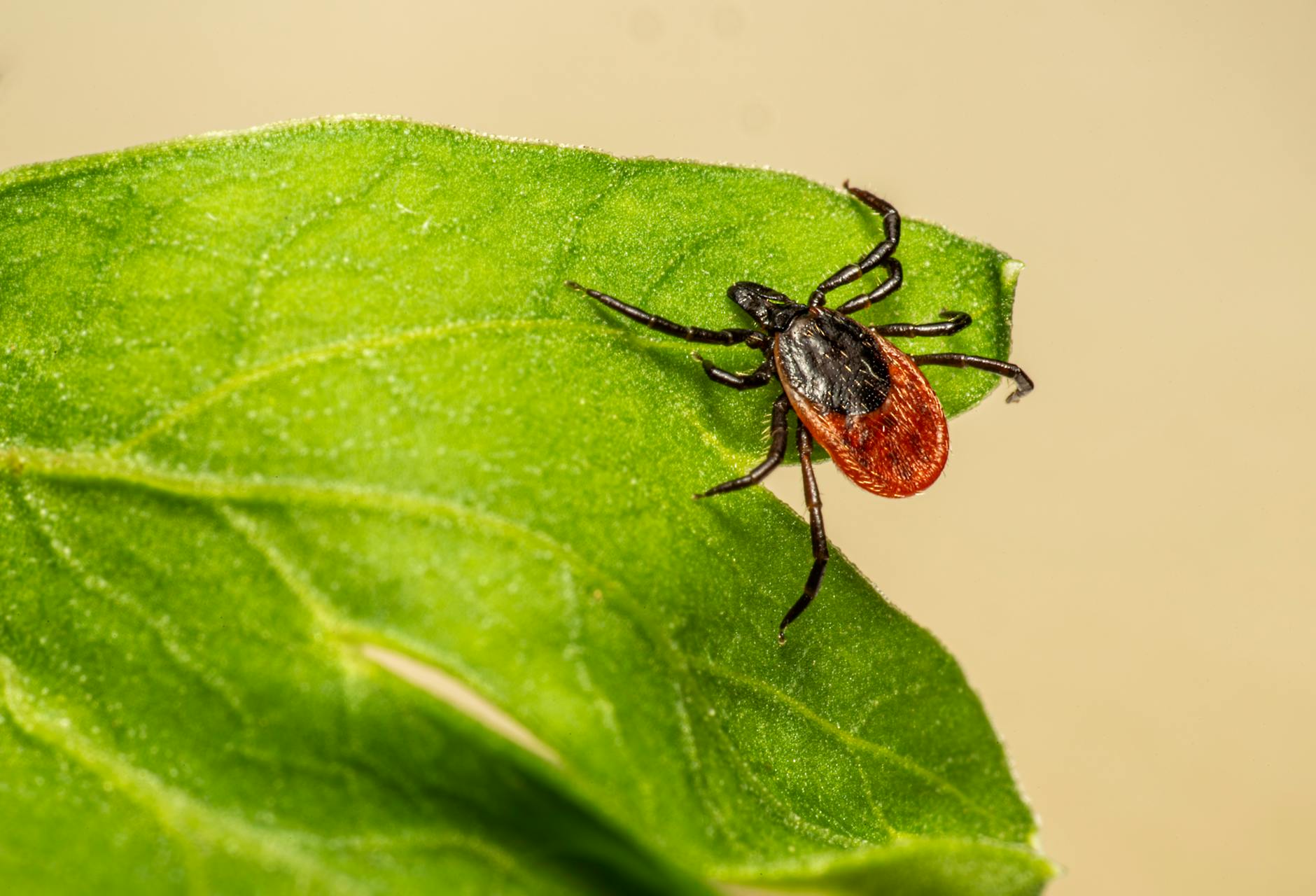 What to Know During Tick Season in Ulster and Greene Counties – The ...